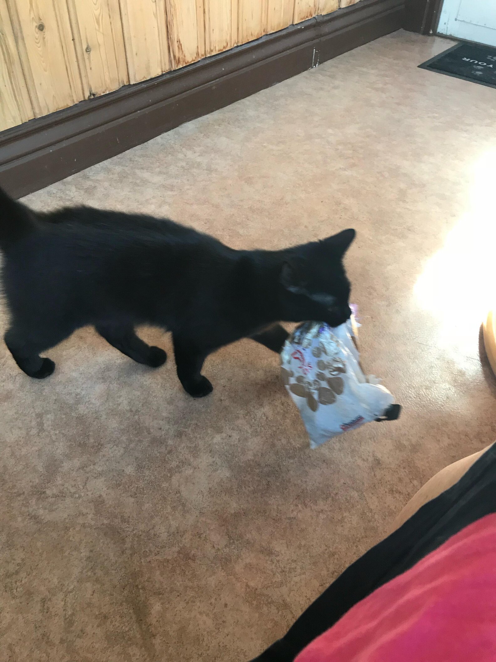 Cat Comes Running Whenever She Hears The Dishwasher Finish - The Dodo