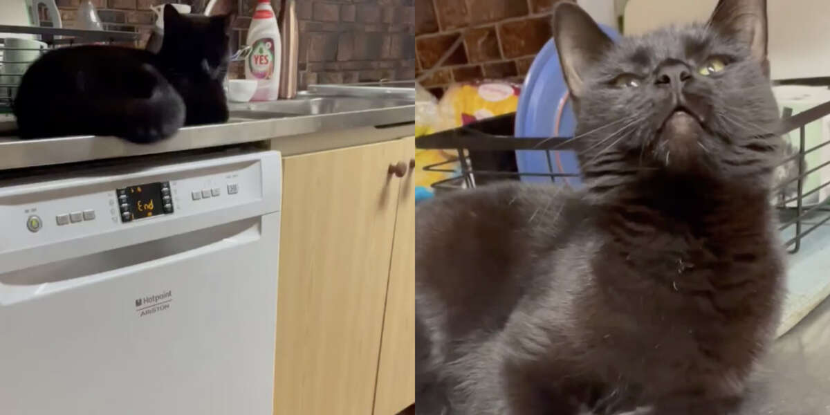 Cat Comes Running Whenever She Hears The Dishwasher Finish - The Dodo