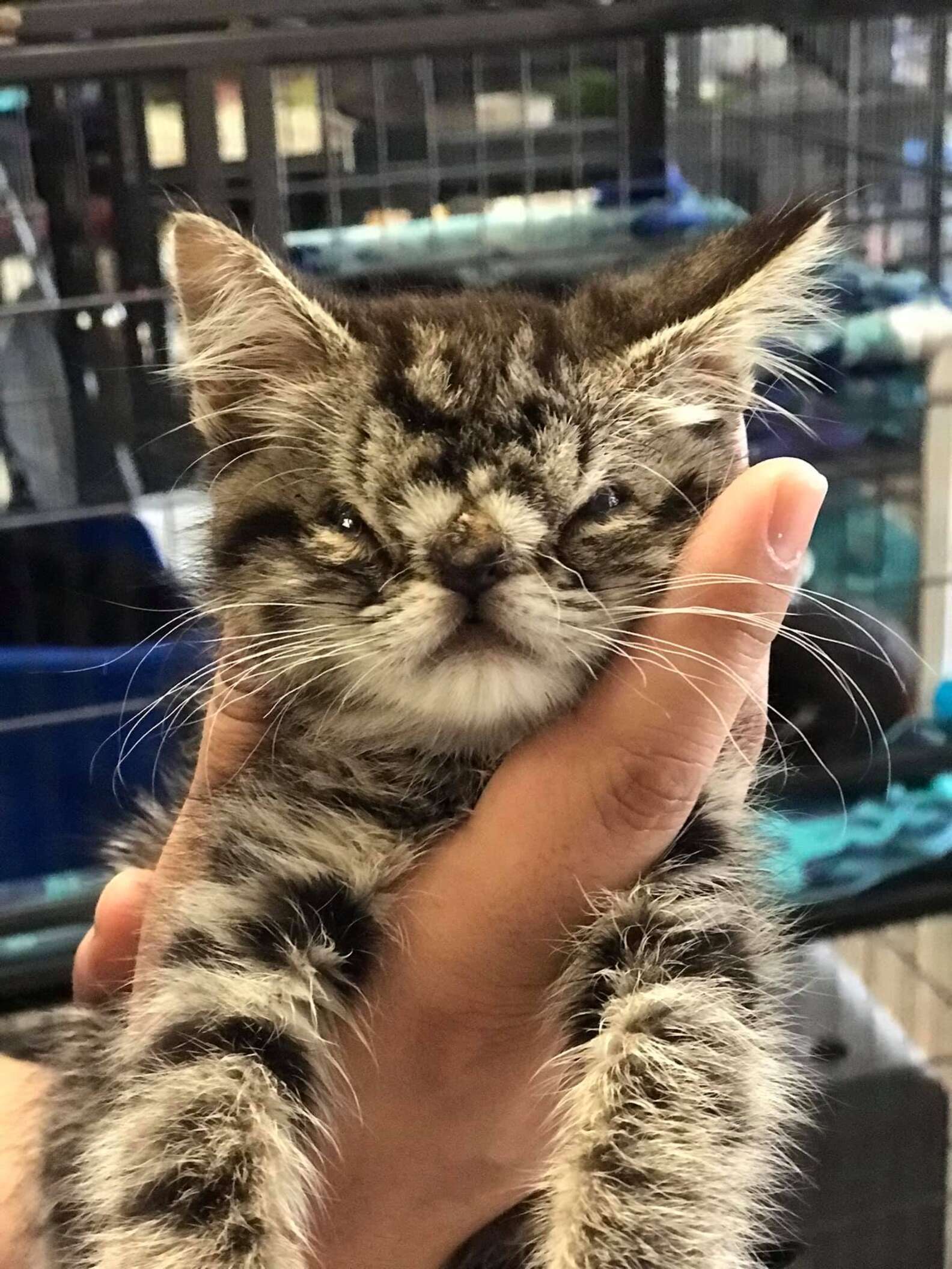 No One Wants To Adopt This Adorable Kitten With Unusual Squishy Face ...