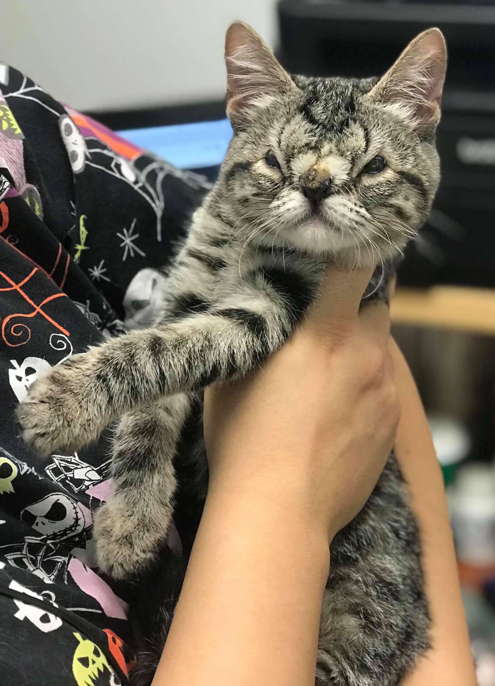 No One Wants To Adopt This Adorable Kitten With Unusual Squishy Face ...