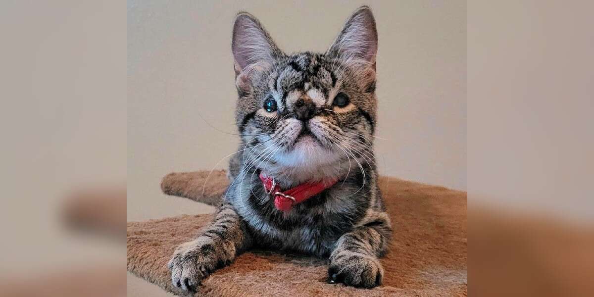 Cats With Down Syndrome