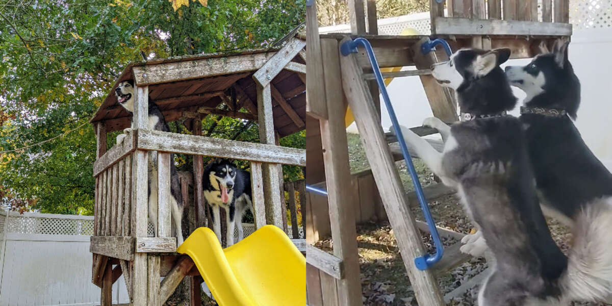 New House Comes With Swing Set And Dogs Are Thrilled - The Dodo