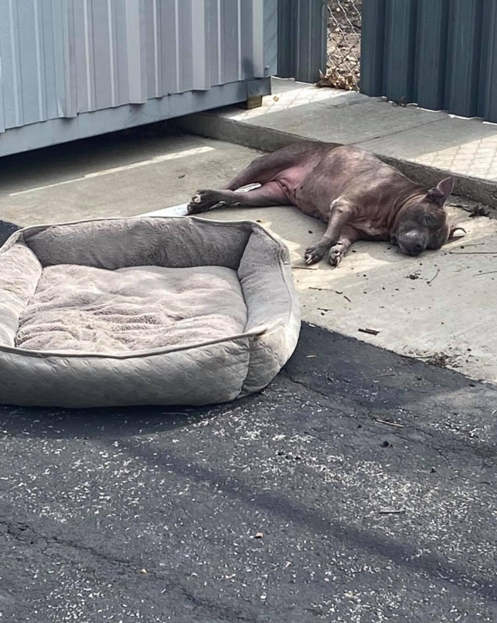 Dog Dumped In Empty Parking Lot With Nothing But Her Bed For Comfort ...