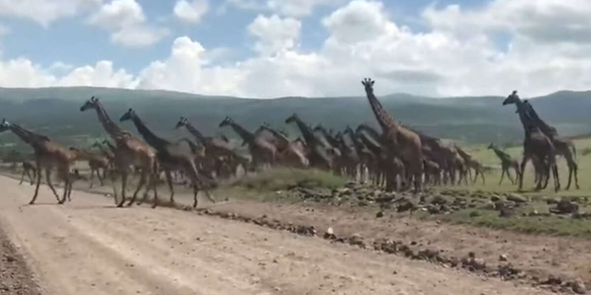 Giant Herd Of Giraffes Crossing Road Brings Traffic To A Halt - The Dodo
