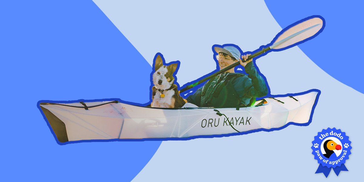 Oru Kayak Inlet Review - Paw of Approval - The Dodo
