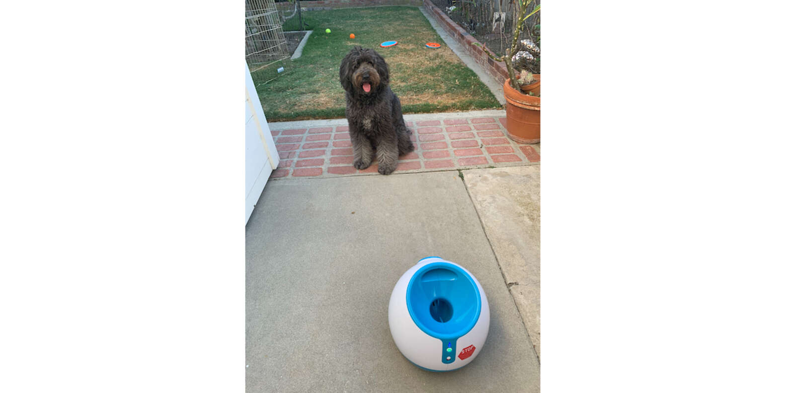iFetch Too Review: Does It Work? - Paw of Approval - The Dodo