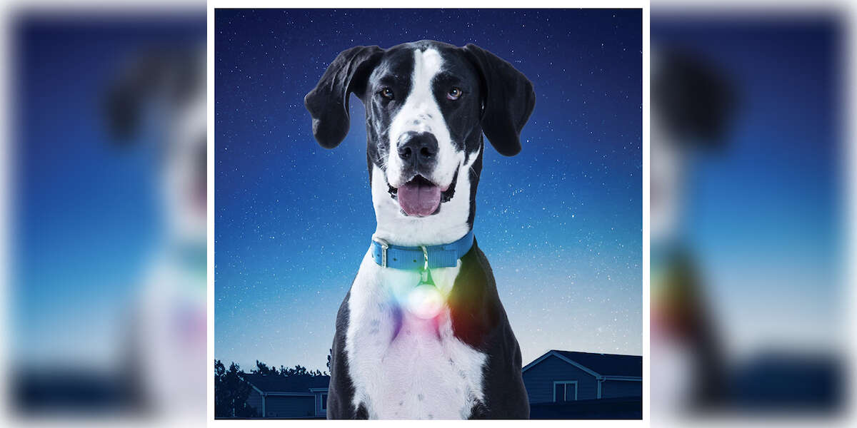 fast worldwide delivery Online Shopping Mall Gabkey Clip on Dog Collar ...