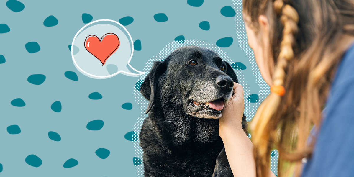 Senior Dog Care: Tips To Keep An Older Dog Happy - DodoWell - The Dodo