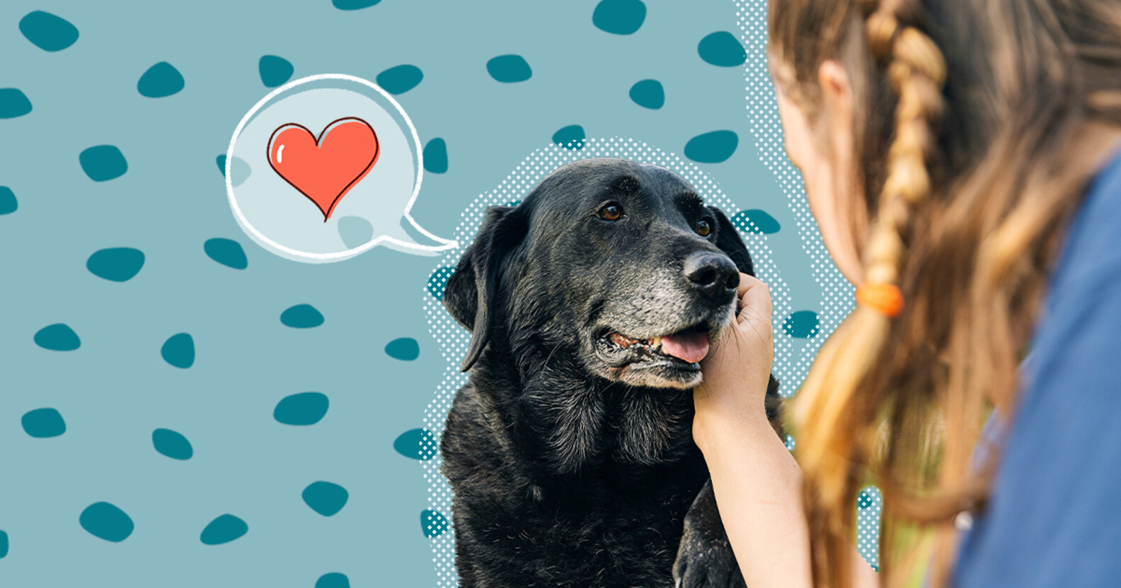 Senior Dog Care: Tips To Keep An Older Dog Happy - DodoWell - The Dodo