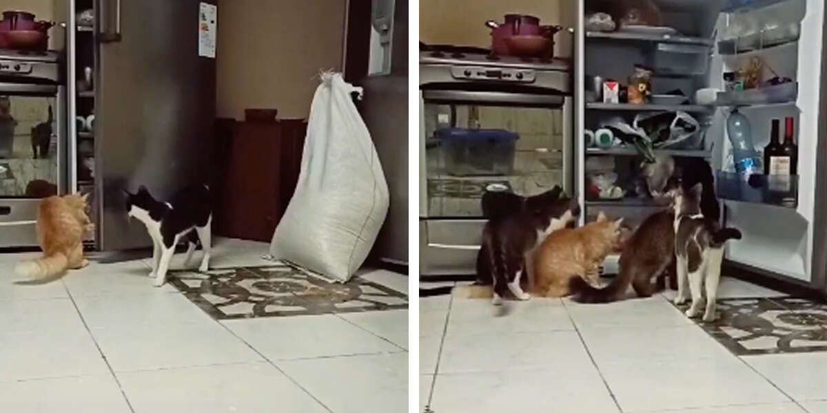 Woman Sets Up Hidden Camera To Find Out Who's Been Raiding Her Fridge ...