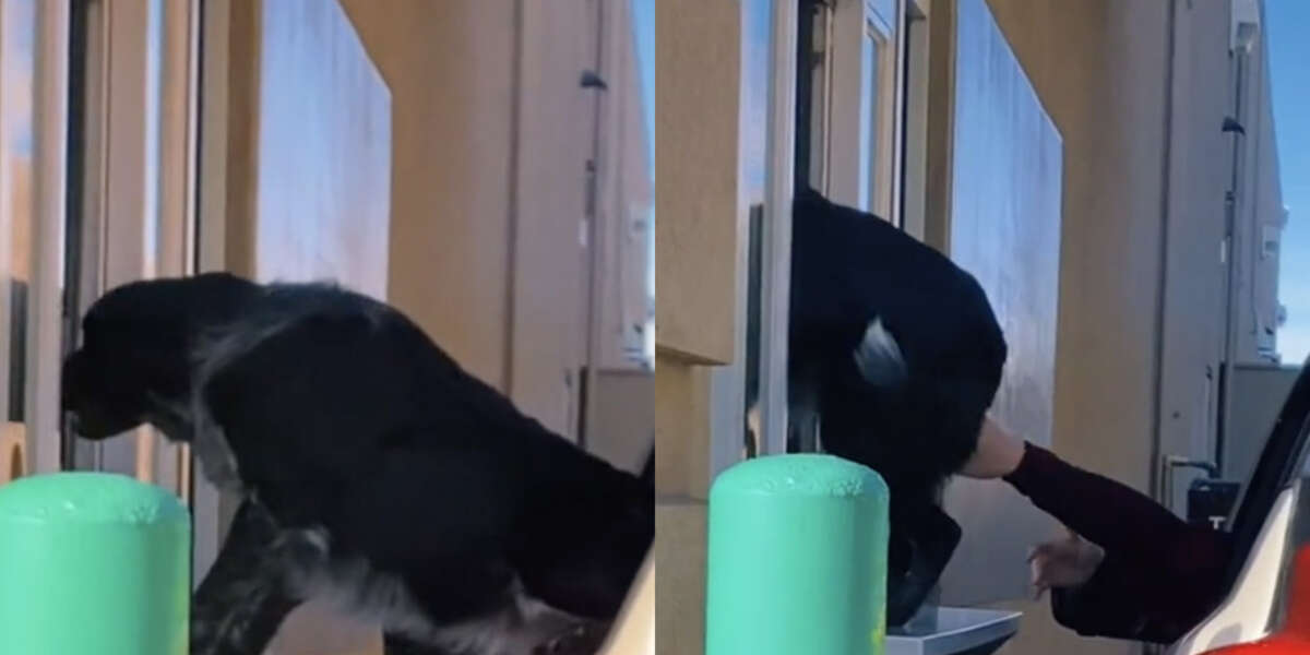 Dog Climbs Into Drive-Through Window To Get Treat - The Dodo