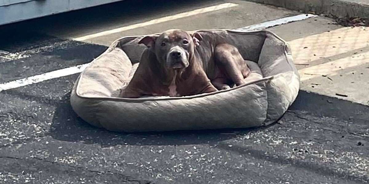 Dog Dumped In Empty Parking Lot With Nothing But Her Bed For Comfort ...