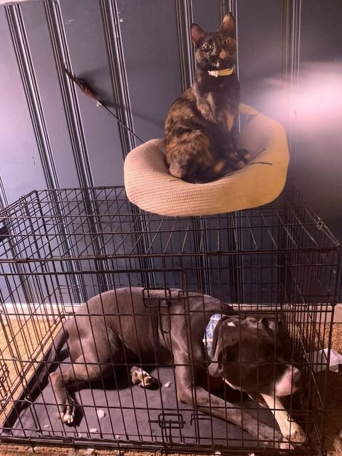 What Does It Mean When Dogs Purr