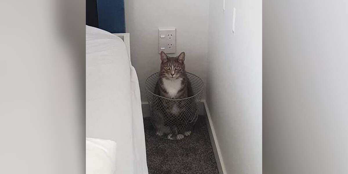 Guy Leaves New Apartment For A Bit And Comes Back To A Cat - The Dodo