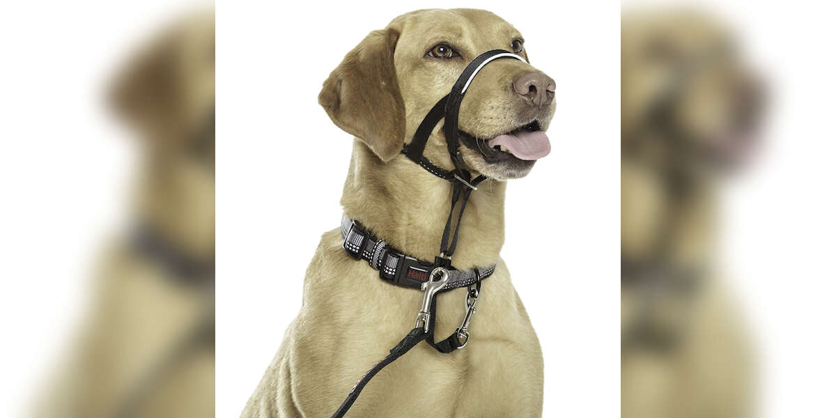 5 Best Gentle Leaders On Amazon - DodoWell - The Dodo