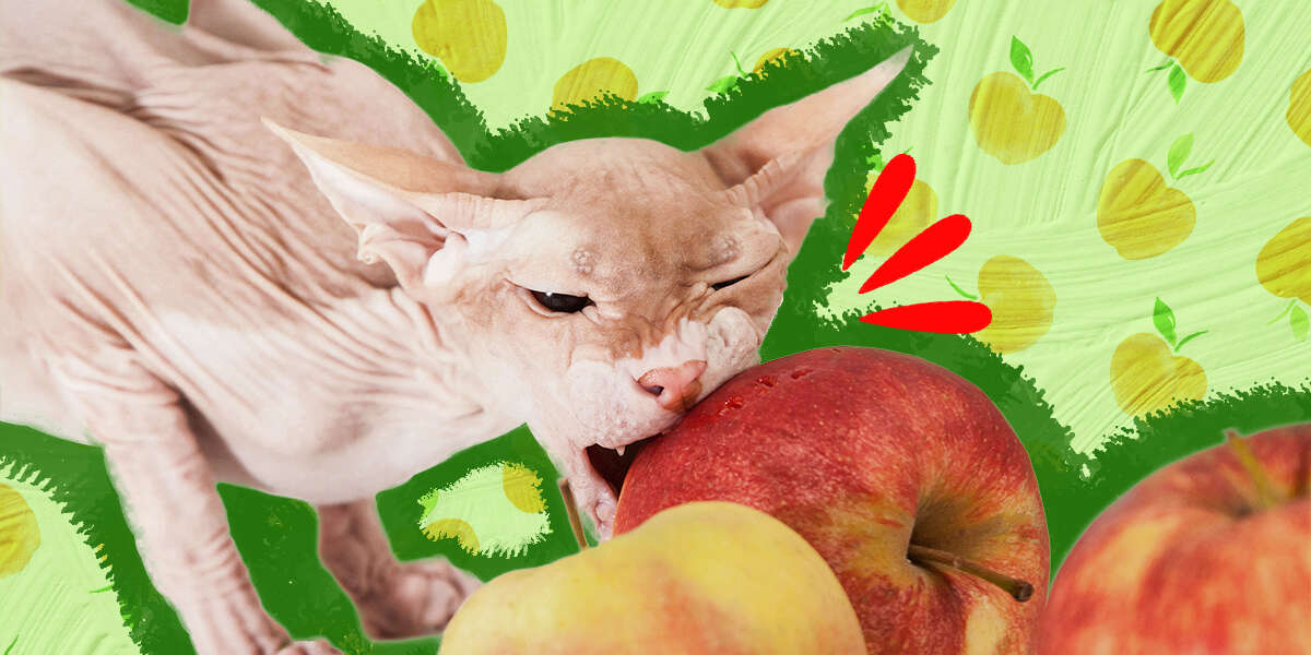 Can Cats Eat Apples Safely? What A Vet Wants Cat Parents To Know ...