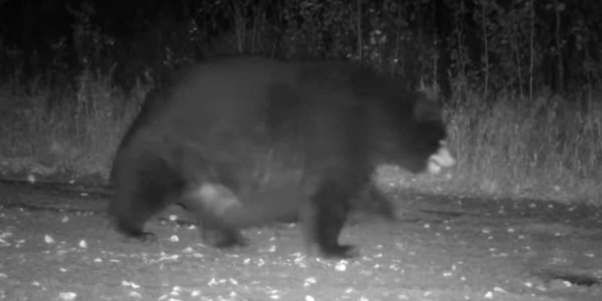 Super Chubby Bear Captured On Video Surprises Researchers - The Dodo