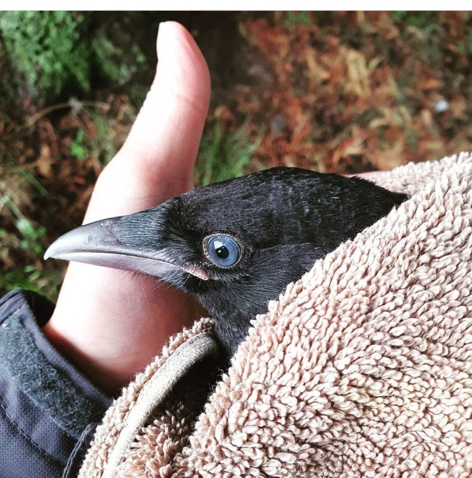 Wild Crow Shows Incredible Gesture To Mom With Sick Son - The Dodo