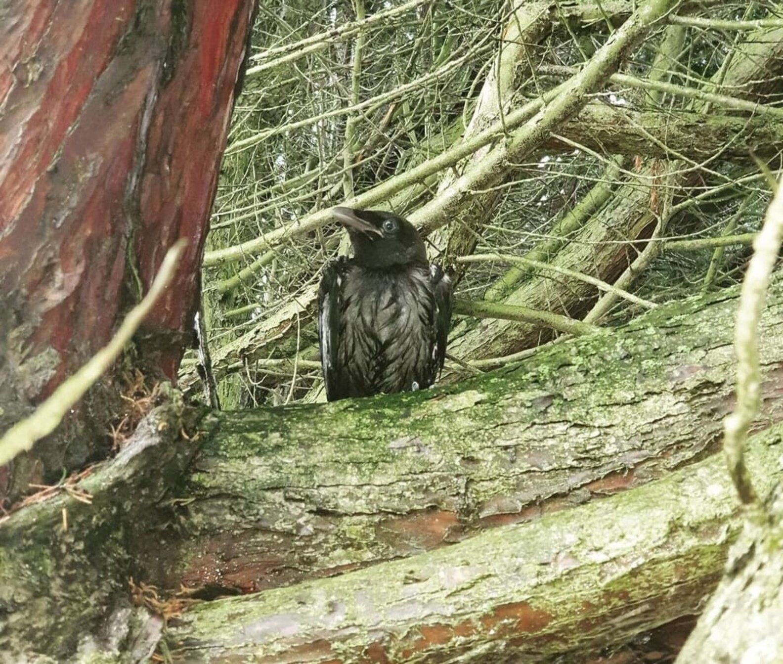 Wild Crow Shows Incredible Gesture To Mom With Sick Son - The Dodo