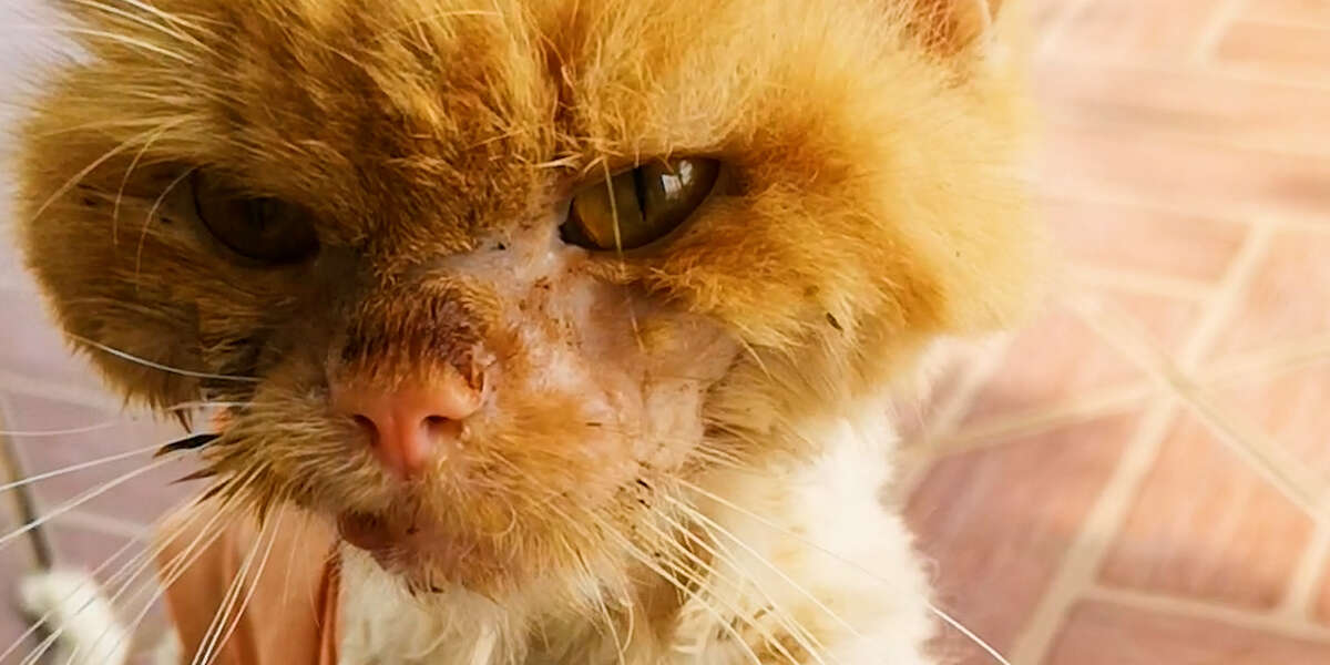 Watch This Scrawny, Injured Kitten Turn Into The Fluffiest Cat - Videos ...