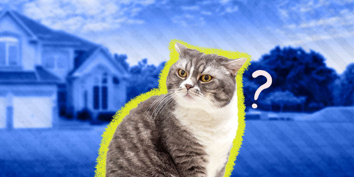 Can Cats Find Their Way Home DodoWell The Dodo