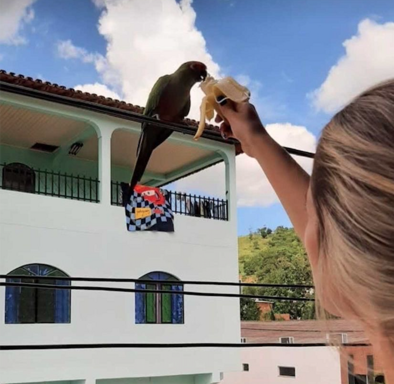 Wild Parrot Falls Madly In Love With Woman Who Showed Her Kindness ...