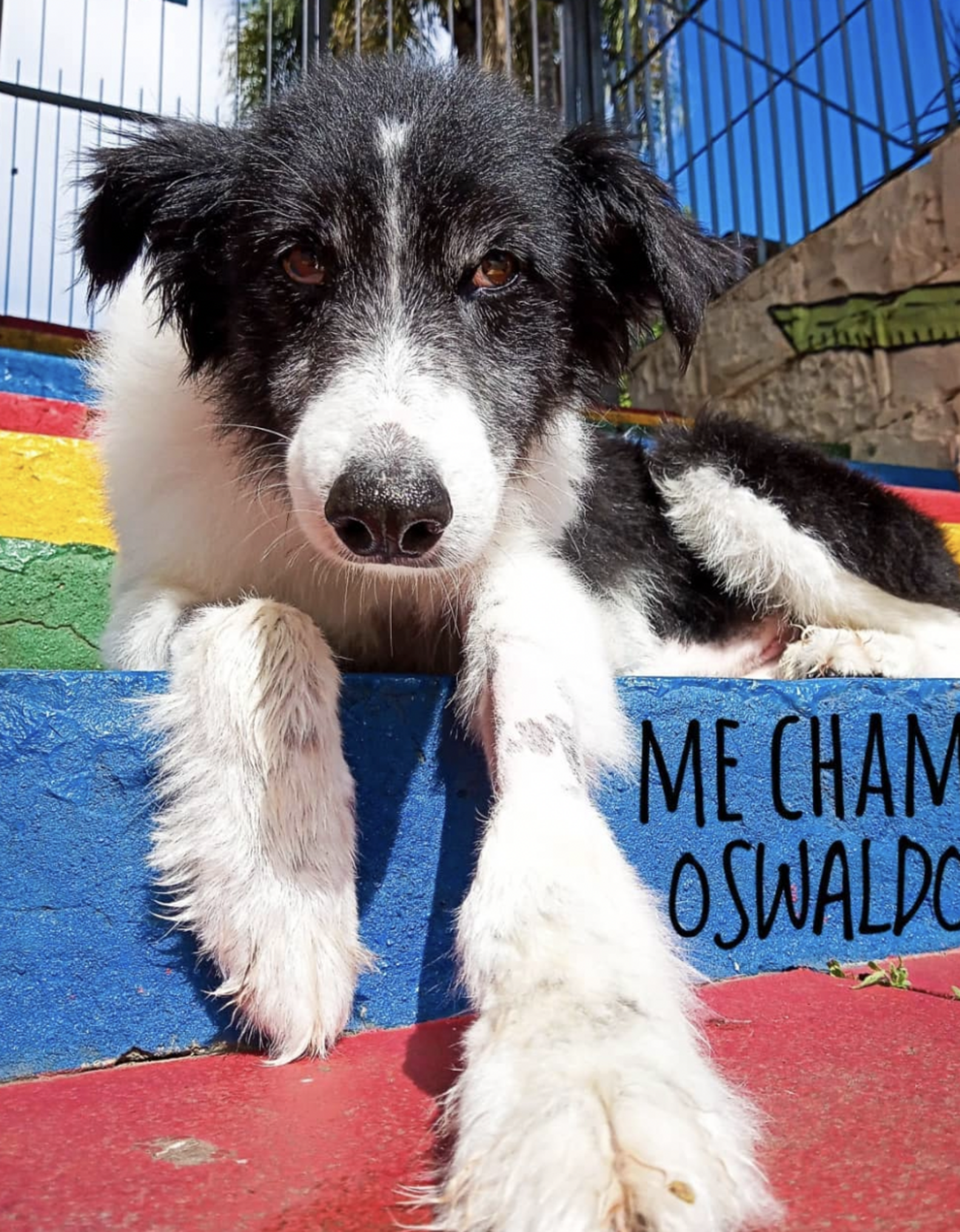 Brazilian Boy Gives Stray Dogs Baths To Help Them Get Adopted - The Dodo