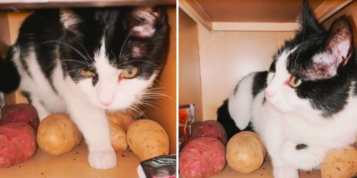 Cat Has Weird Fascination With His Mom's Potato Cabinet - The Dodo