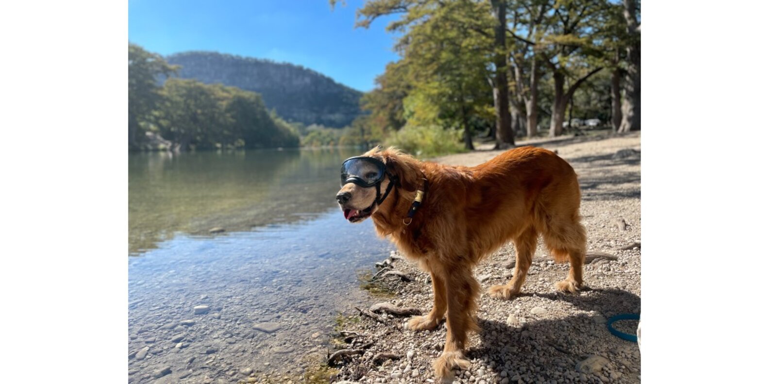 Rex Specs Doggles: Do They Work? - Paw of Approval - The Dodo