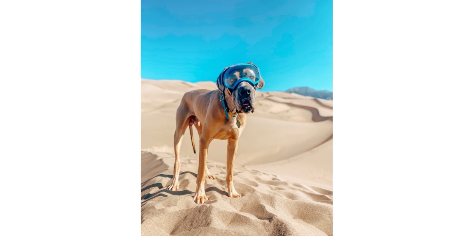 Rex Specs Doggles: Do They Work? - Paw of Approval - The Dodo