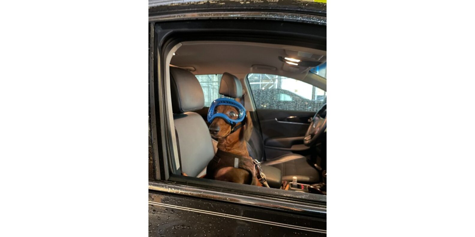 Rex Specs Doggles: Do They Work? - Paw of Approval - The Dodo