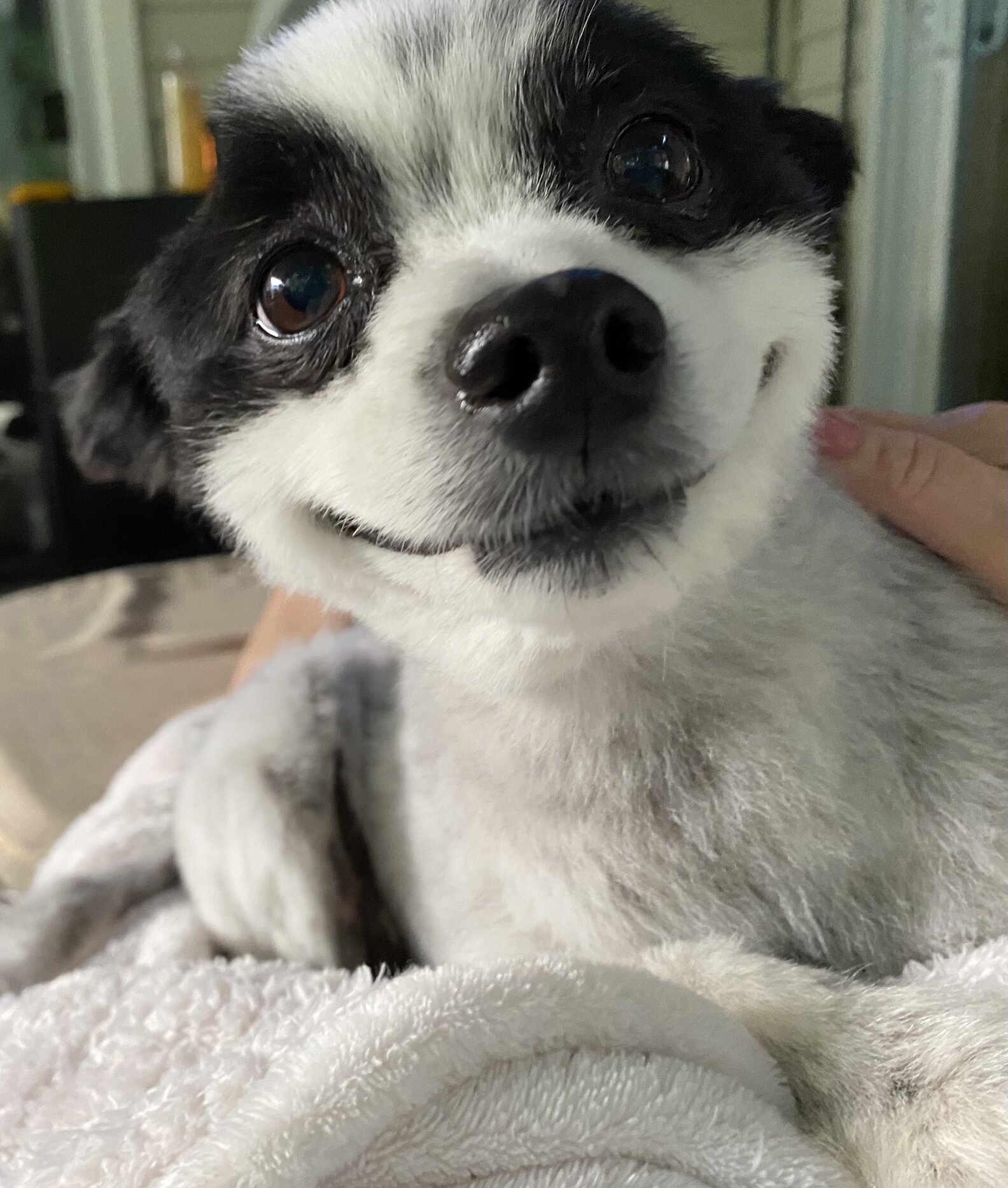 Dog Who Won't Stop Smiling Is The Happiest Thing You'll See All Day ...