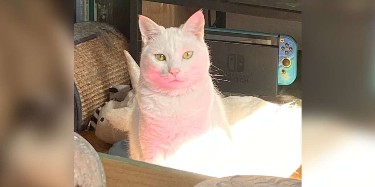 Cat Turns Himself Completely Pink - The Dodo
