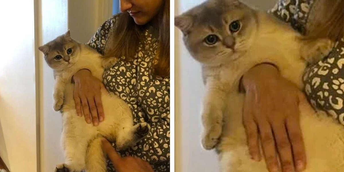 People Are Having Trouble Figuring Out This Weird Photo Of A Cat - The Dodo