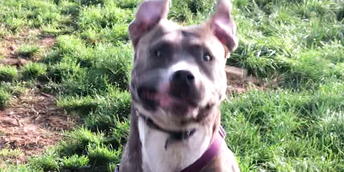 Pittie Who Hid For 7 Weeks Plays For The First Time - Videos - The Dodo