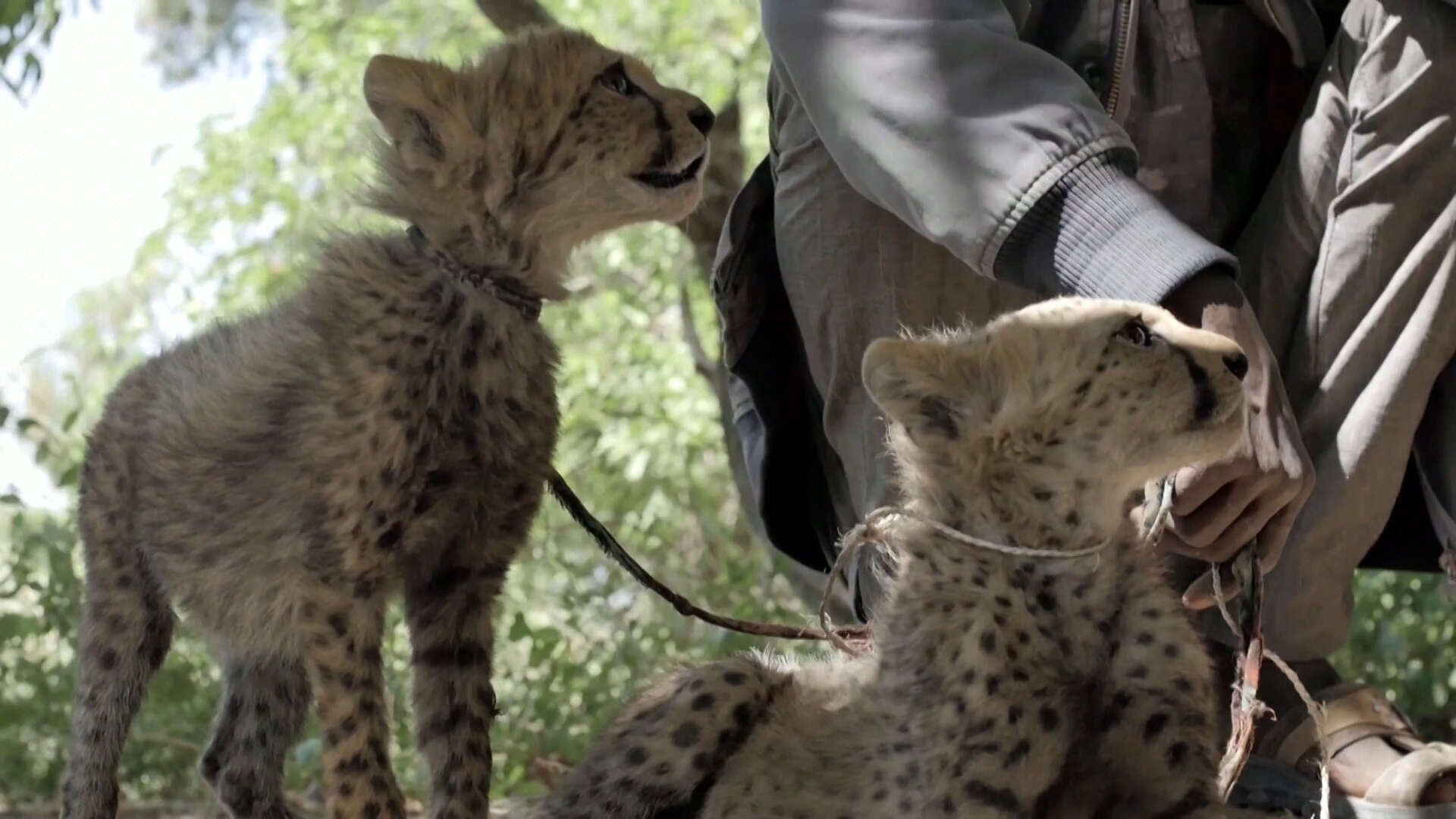 African Cheetah Cubs