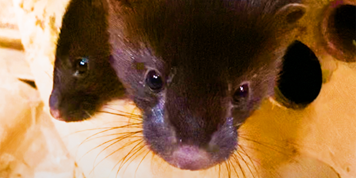 Orphaned Baby Minks Learn To Swim Together - Videos - The Dodo