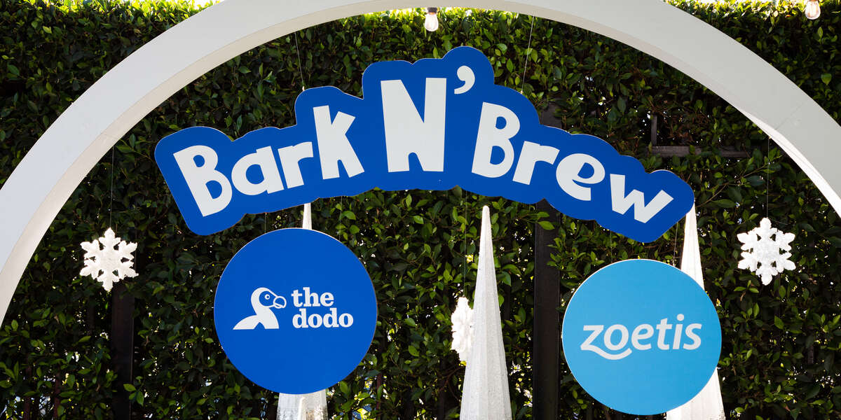 See These Pups Have The Best Time At Bark N’ Brew - The Dodo