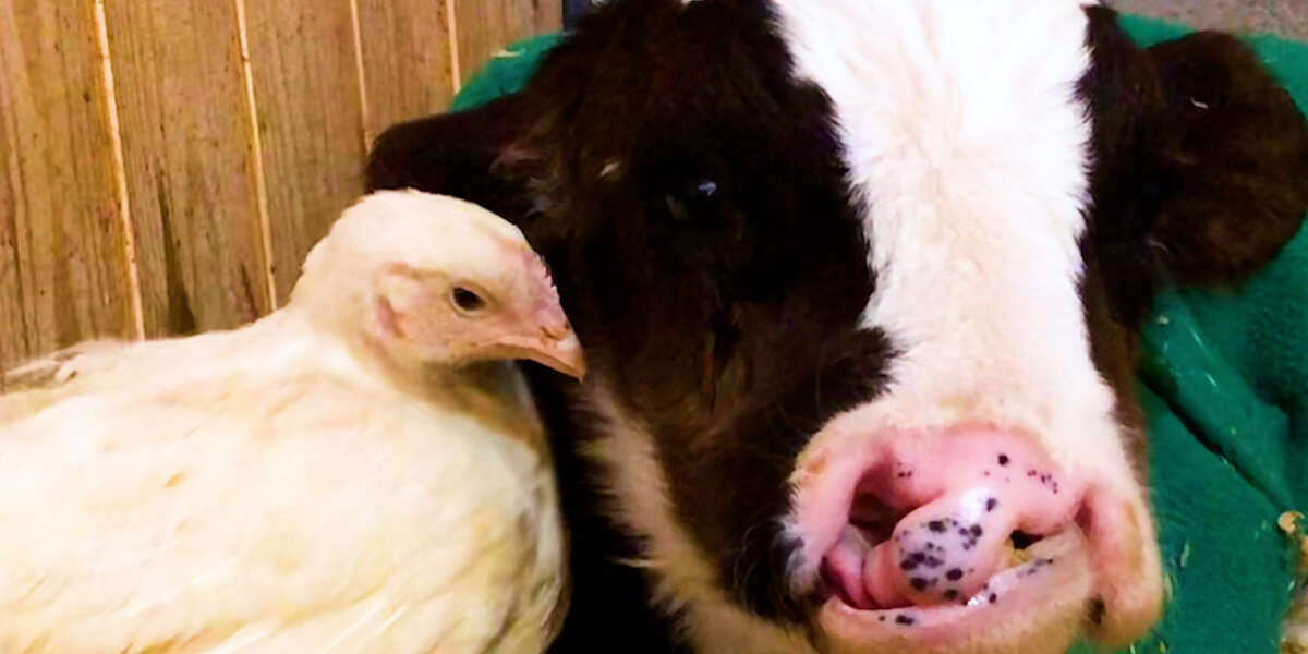 Baby Cow Who Was All Alone For Months Now Falls Asleep With His Chicken ...