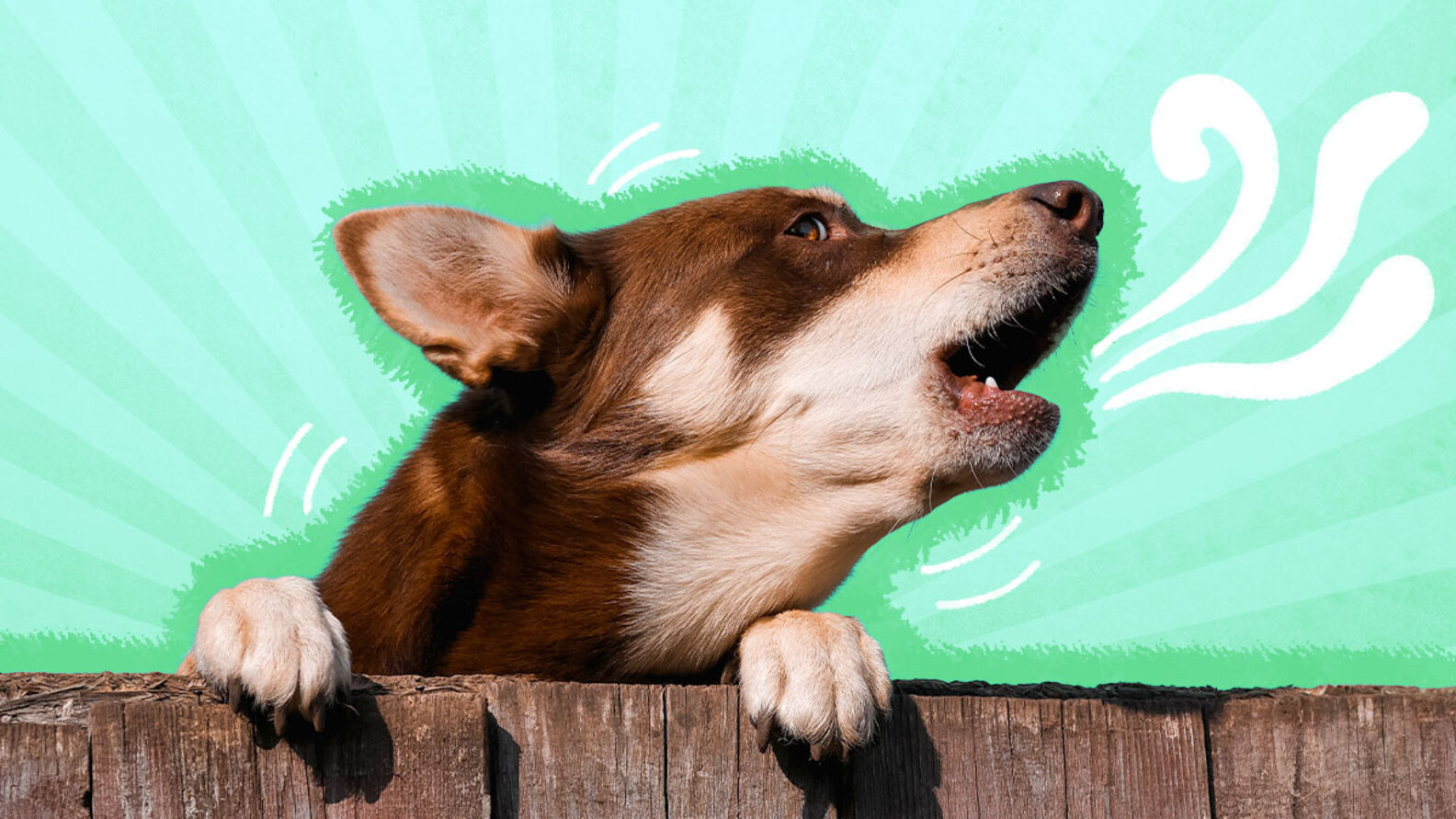 Why Do Dogs Howl? - DodoWell - The Dodo