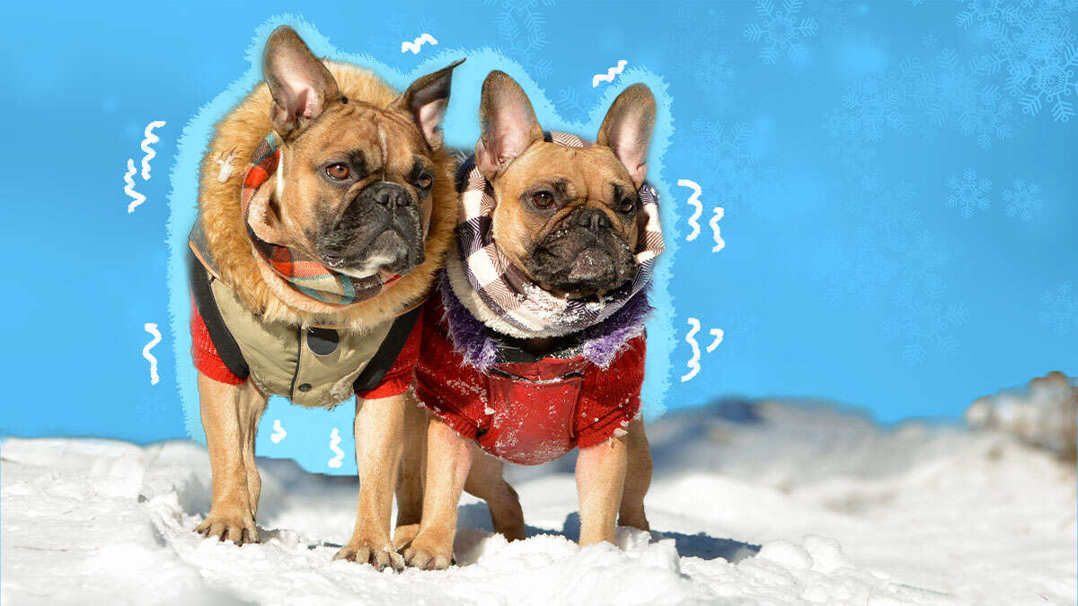 How Cold Freezing Cold Can Feet Labrador Retriever