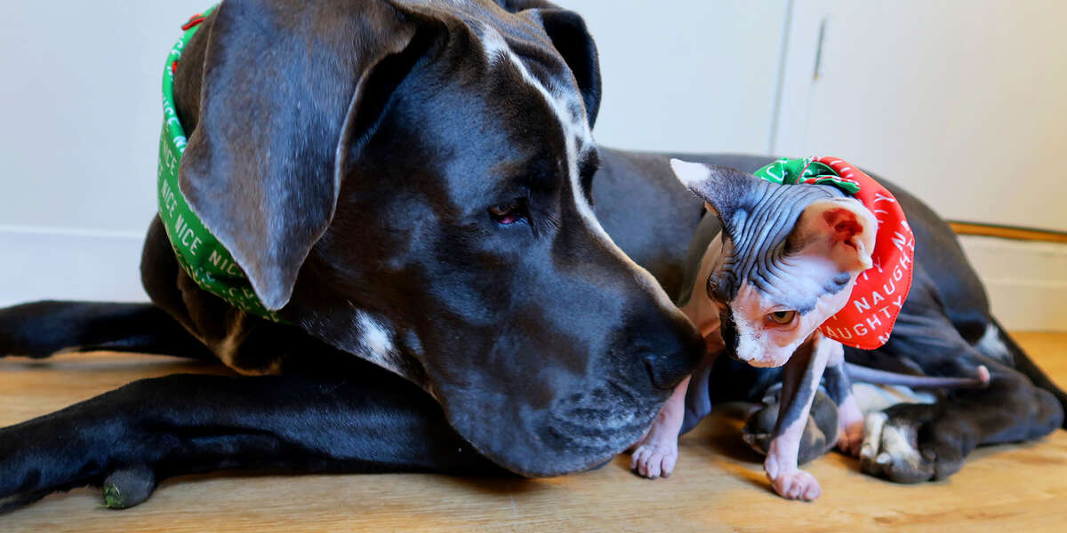 Scaredy Great Dane Gets Massages From His Tiny Cat Sibling Every Time ...
