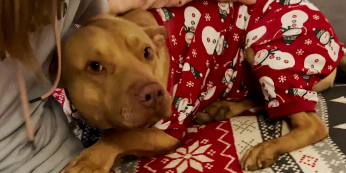 Let's Find This Dog A Home For The Holidays! - Videos - The Dodo