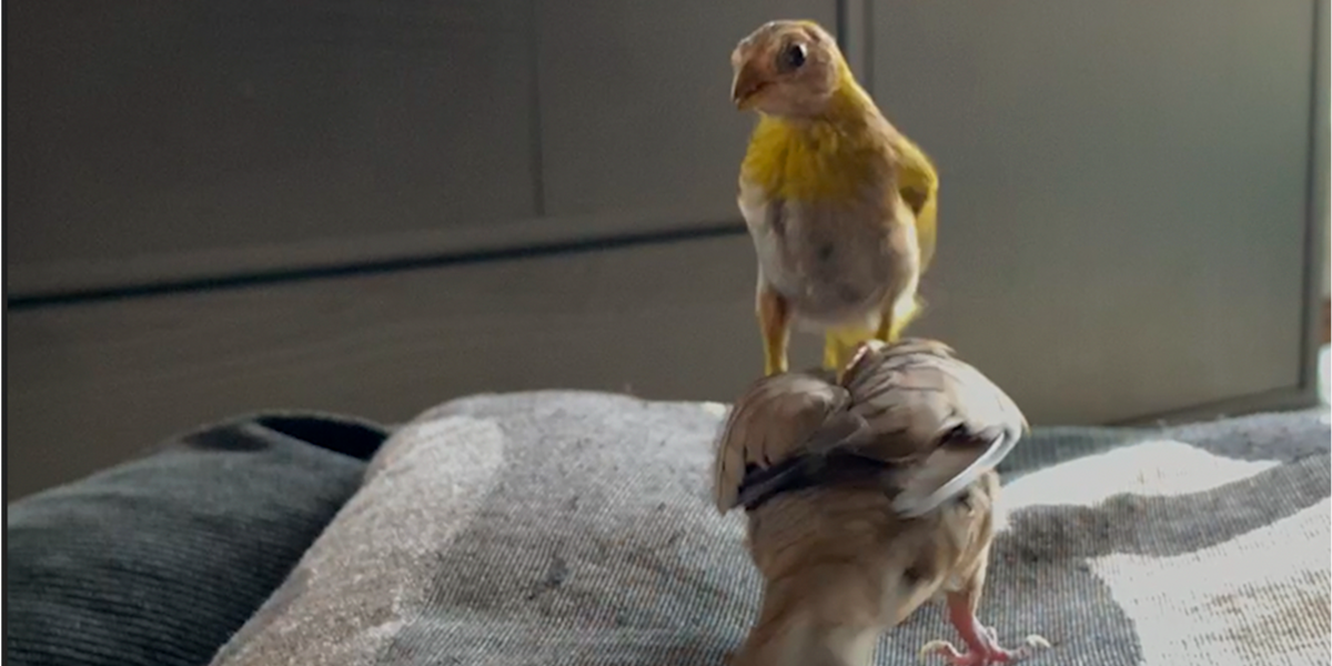 Tiny Rescue Bird Doesn't Understand Personal Space - Videos - The Dodo