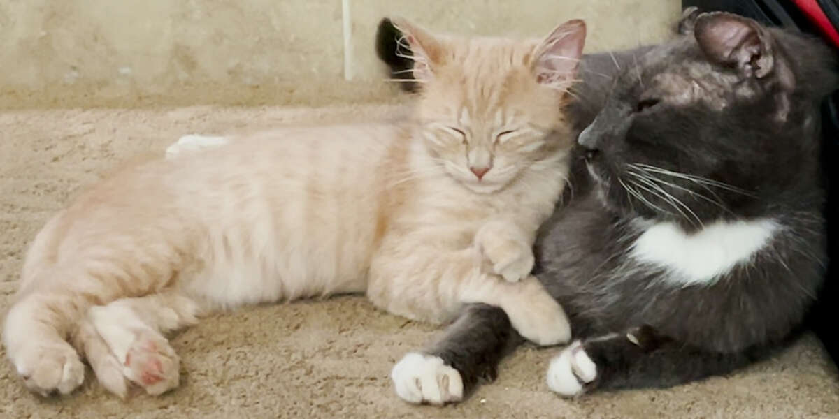 Grizzled Feral Cat Melts Over His New Little Brother - Videos - The Dodo
