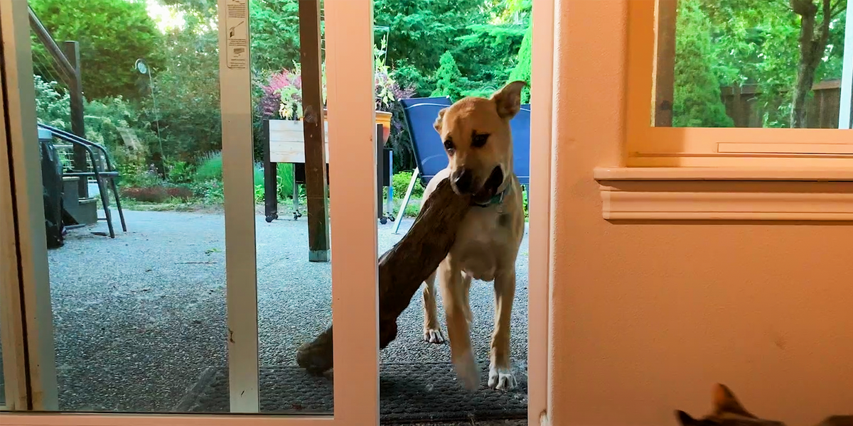 Silly Clumsy Dog Inspired His Dad To Make a Life-Changing Decision ...