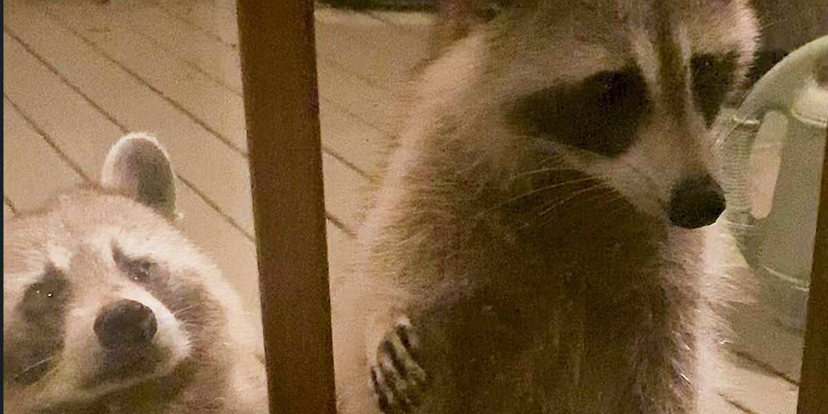 Wild Raccoon Introduces Woman To Her Daughter...And Granddaughter ...