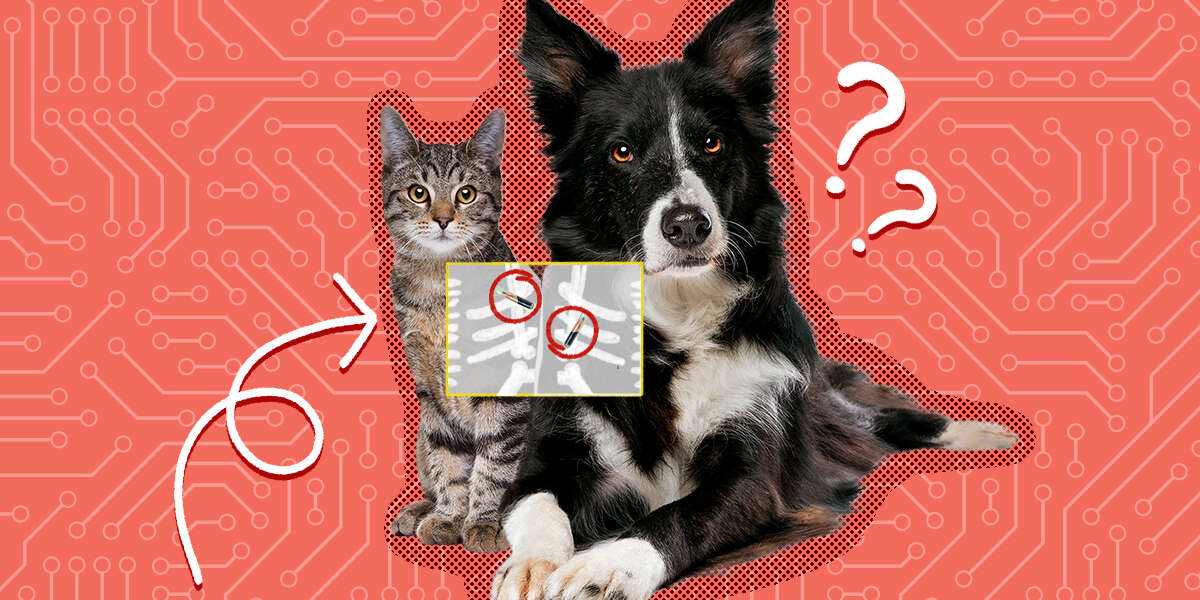 Microchipping Pets: How It Works And What It Costs - DodoWell - The Dodo