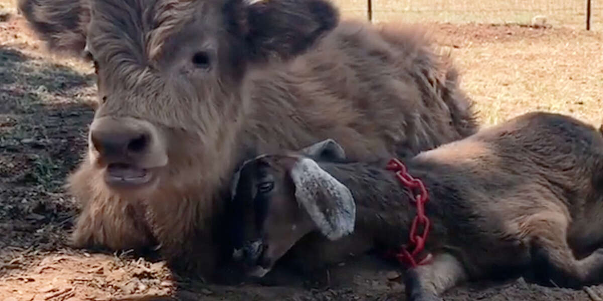 Sad Baby Cow Needed A Friend...Then This Baby Goat Came Along - Videos ...
