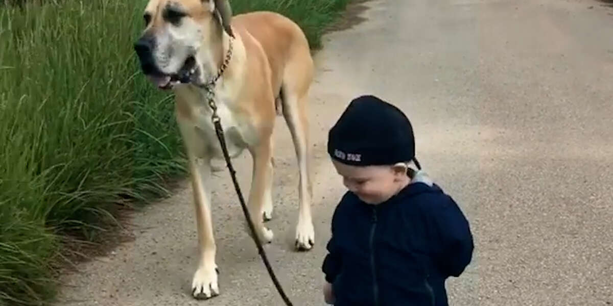 Why Dogs Are The Best Babysitters - Videos - The Dodo
